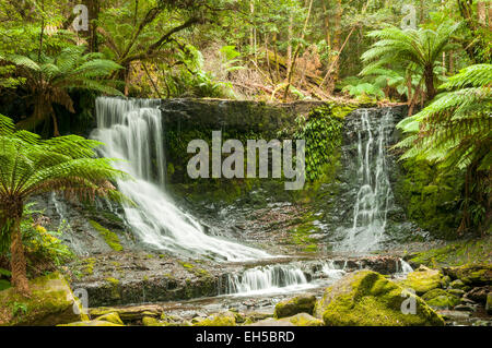 Horseshoe Falls, Mt Field NP, Tasmania, Australia Stock Photo - Alamy