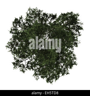 top view of scots pine tree isolated on white background Stock Photo ...