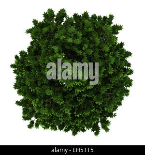 top view of london plane tree isolated on white background Stock Photo ...