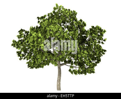 common fig tree isolated on white background. top view. 3d illustration ...