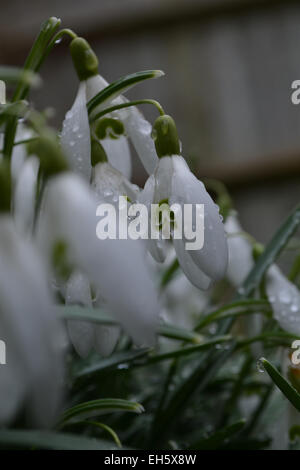 Spring time flowers like snowdrops, hyacinth and roses, isolated on ...