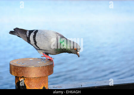 A gray inquisitive pigeon stay perched close to the water, watching ...