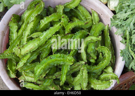 Fresh winged beans in vegetable garden in India. Also called Goa bean ...