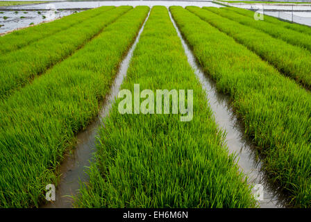 Rice seedbed in Karawang, West Java, Indonesia Stock Photo - Alamy