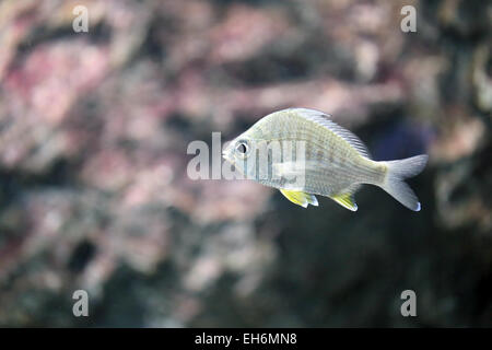sea silver fish in a Aquarium Stock Photo - Alamy