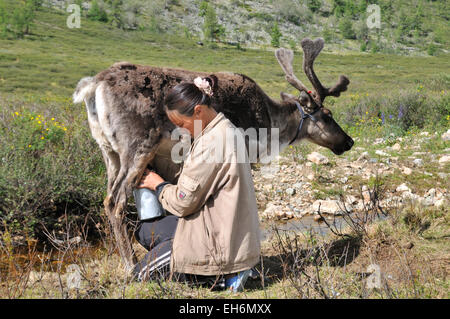 Tsaatan Village, Woman Milking Reindeer Stock Photo - Alamy
