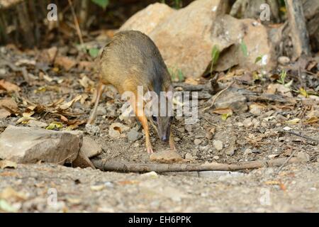 Lesser Mouse-deer or Lesser Oriental Chevrotain (Tragulus javanicus) in ...