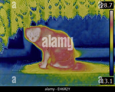 Infrared Thermal image of a domestic cat Stock Photo - Alamy