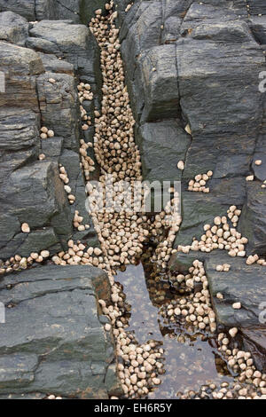 Common periwinkle, winkle, wheelk, edible winkle, Strandschnecke ...