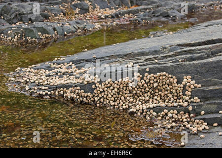 Common periwinkle, winkle, wheelk, edible winkle, Strandschnecke ...