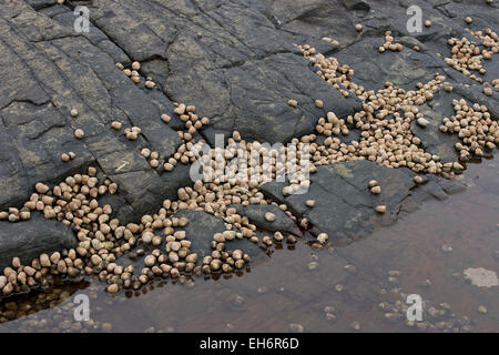 Common periwinkle, winkle, wheelk, edible winkle, Strandschnecke ...