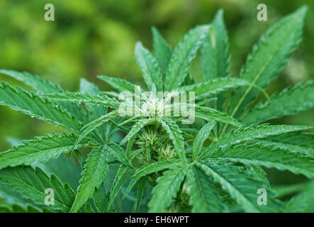 Cannabis plant at early flowering stage close up Stock Photo - Alamy
