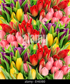 bouquet of multicolor tulips. fresh spring flowers with water drops ...