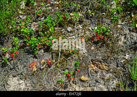 Healthy, colorful coniferous and deciduous forest with old and big ...