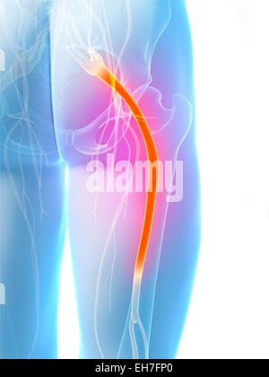 Human sciatic nerve, artwork Stock Photo - Alamy