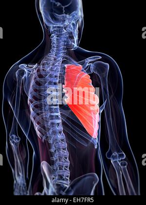 Chest muscles, artwork Stock Photo - Alamy