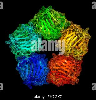 C-reactive protein,molecular model.The protein is made up of five sub ...