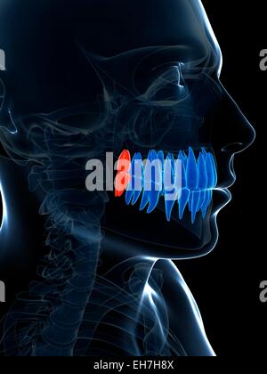 Human wisdom teeth, illustration Stock Photo - Alamy