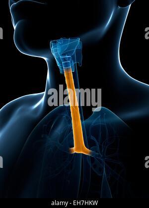 Human wind pipe, illustration Stock Photo - Alamy