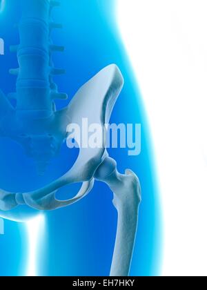 Human hip joint, computer illustration Stock Photo - Alamy