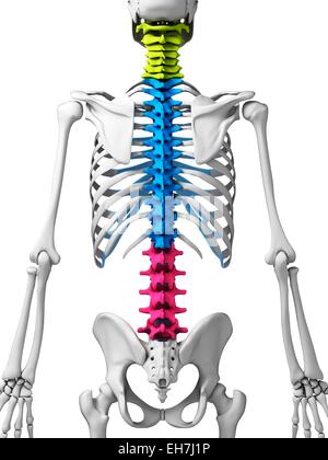 Human spine, illustration Stock Photo - Alamy