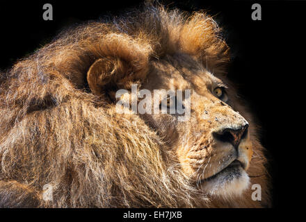 a moody lion thinking Stock Photo - Alamy