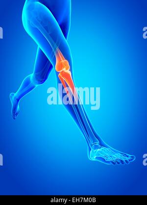Human knee joint, computer illustration Stock Photo - Alamy