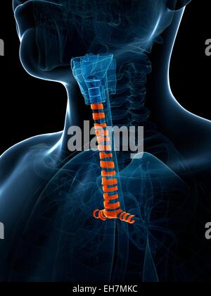 Human wind pipe, illustration Stock Photo - Alamy