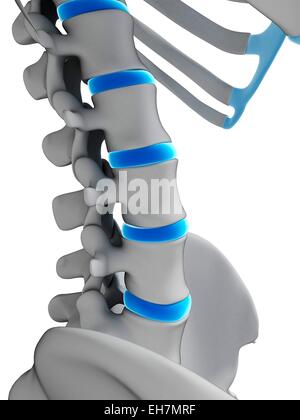 Human spinal discs, illustration Stock Photo - Alamy