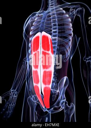 Human abdominal muscles, illustration Stock Photo - Alamy
