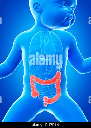 Baby's intestine, illustration Stock Photo - Alamy