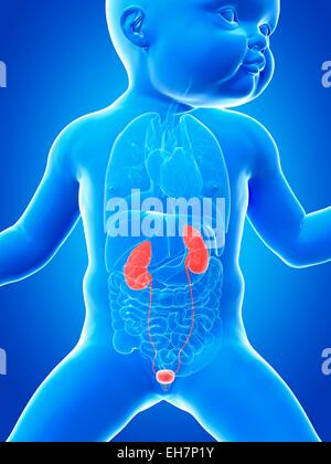 Baby's urinary system, illustration Stock Photo - Alamy