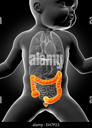 Baby's intestine, illustration Stock Photo - Alamy