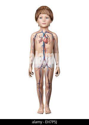 Cardiovascular system of boy Stock Photo - Alamy