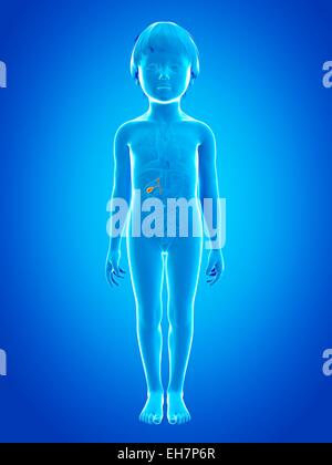 Gall bladder of boy, illustration Stock Photo - Alamy