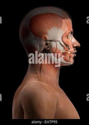 Muscular system of the head, illustration Stock Photo - Alamy