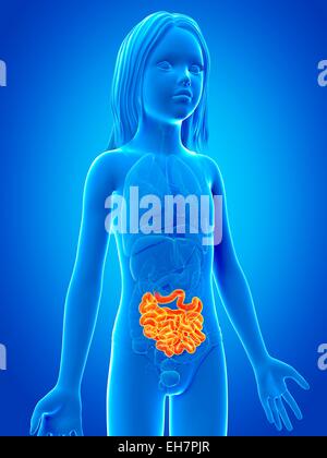 Digestive system of girl, illustration Stock Photo: 79462052 - Alamy