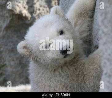 Close-up on a three months old cheetah cubs, isolated on white Stock ...