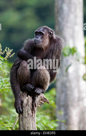 An Orphan Chimp Stock Photo - Alamy