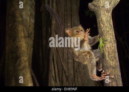 Spectral Tarsier (Tarsius tarsier) jumping on a grasshopper, Tangkoko ...