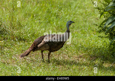 Wild Turkey Tennessee Stock Photo - Alamy