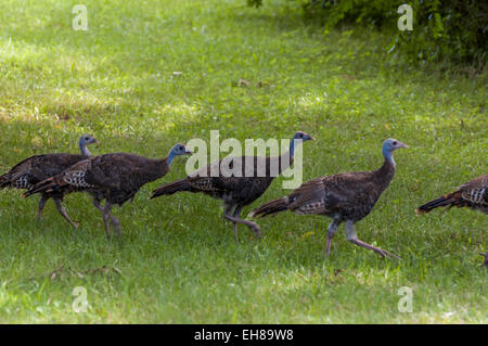 Eastern wild turkeys in Tennessee USA Stock Photo - Alamy