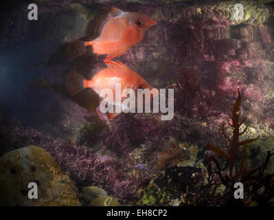 Fish in rockpool Stock Photo - Alamy