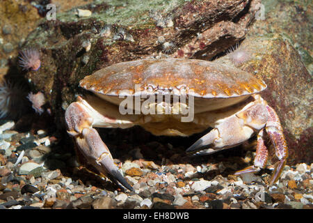 European edible crab (Cancer pagurus), shell of a dead crab at the sand ...