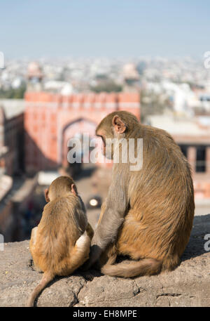 indian temple near jaipur Stock Photo - Alamy