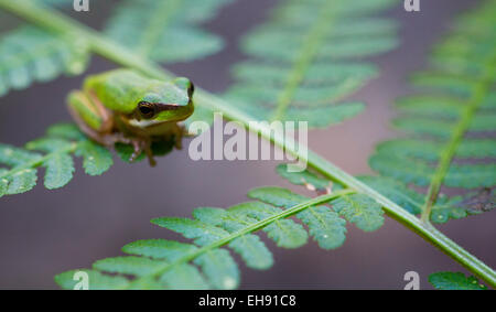 Eastern dwarf tree frog (Litoria fallax), St Ives, Sydney, New South ...