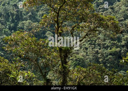 Emergent tree rising above the rainforest (cloudforest) canopy, Los ...