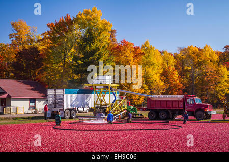 The cranberry harvest at the Vilas Cranberry Farm in Manitowish Waters ...