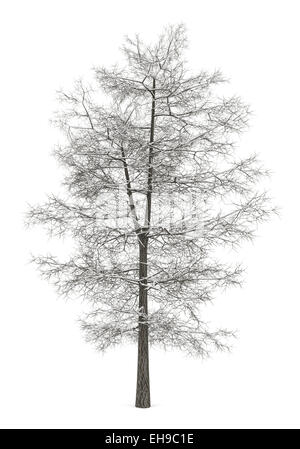 winter common lime tree isolated on white background Stock Photo - Alamy