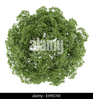 top view of common maple tree isolated on white background Stock Photo ...